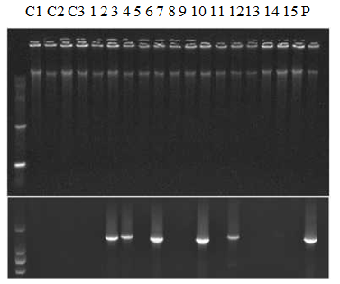 EasySort Pool-screening Sorting Chip 一次性单细胞分选芯片